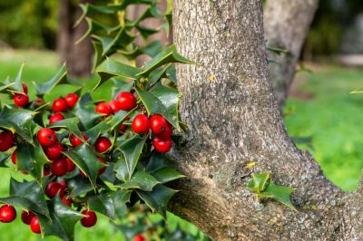 Expert Holly Tree Trimming Services for Healthy, Vibrant Growth